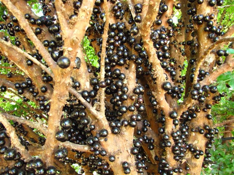 Pokok Anggur Brazil aka Jaboticaba Saiz Besar | Shopee Malaysia