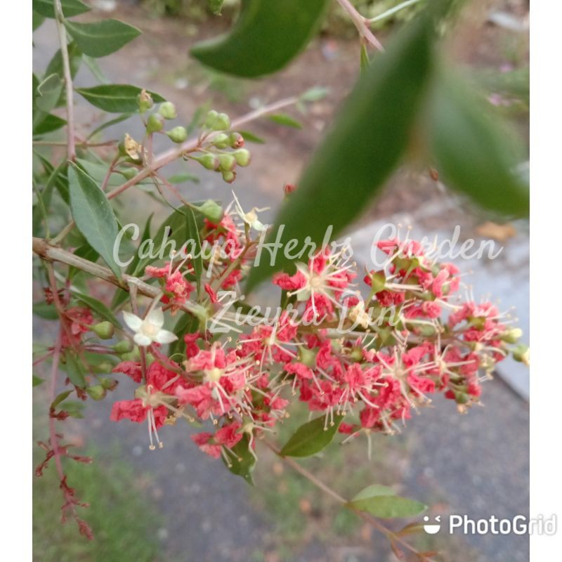 Pokok inai bunga merah ( by polybag ) | Shopee Malaysia
