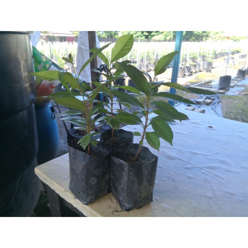 Anak Pokok Daun Salam atau Serai Kayu atau Samak | Shopee Malaysia