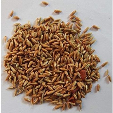 Nayuruvi Vithai 100g/Chaff Flower seed /Achyranthes Aspera Seeds ...
