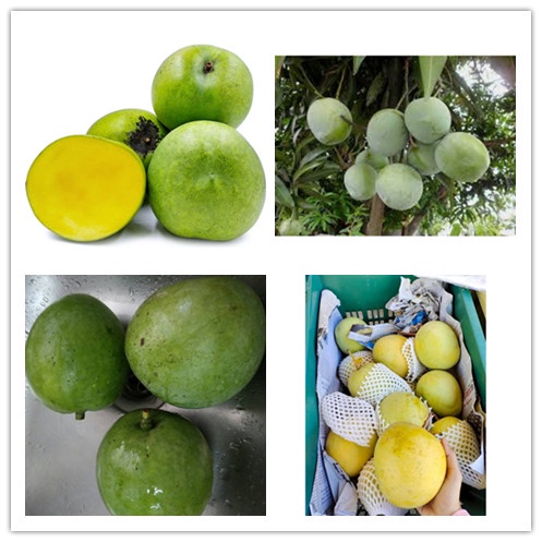 anak pokok mangga epal 蘋果芒樹苗 cpt berbuah hybrid premium top quality ...