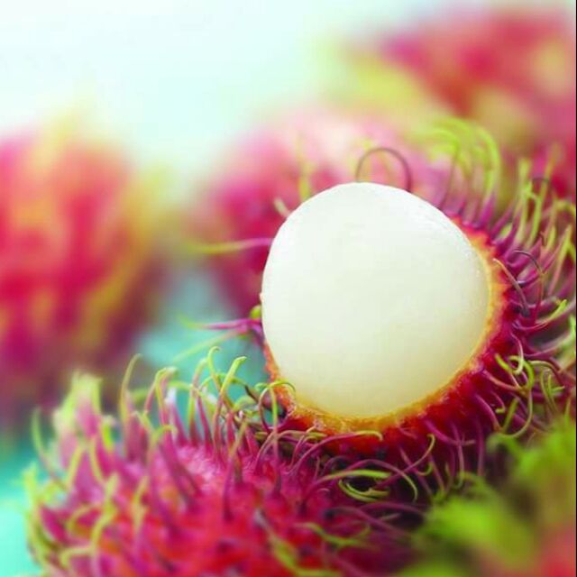 Anak Pokok Rambutan Anak Sekolah / Rambutan Tree (Anak Sekolah ...