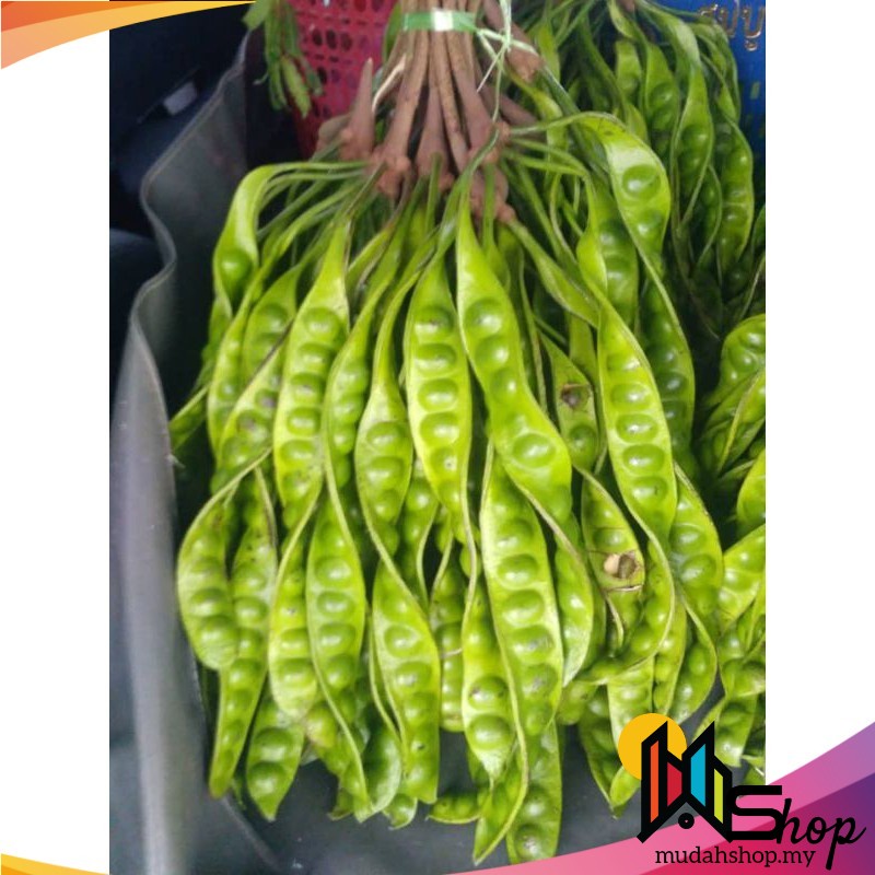 Petai Murah GRED AA & A | Petai Cameron | Petai Segar Terus Dari Hutan ...