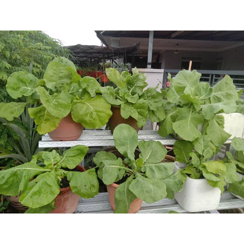 Sawi Kailan Jepun Gergasi | Shopee Malaysia