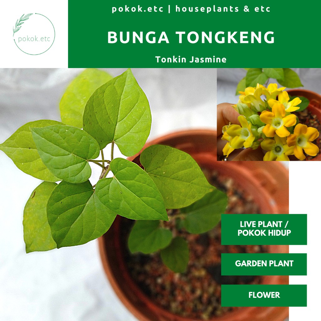 [Garden Plant] Pokok Bunga Tongkeng, Tonkin Jasmine Plant, Outdoor ...