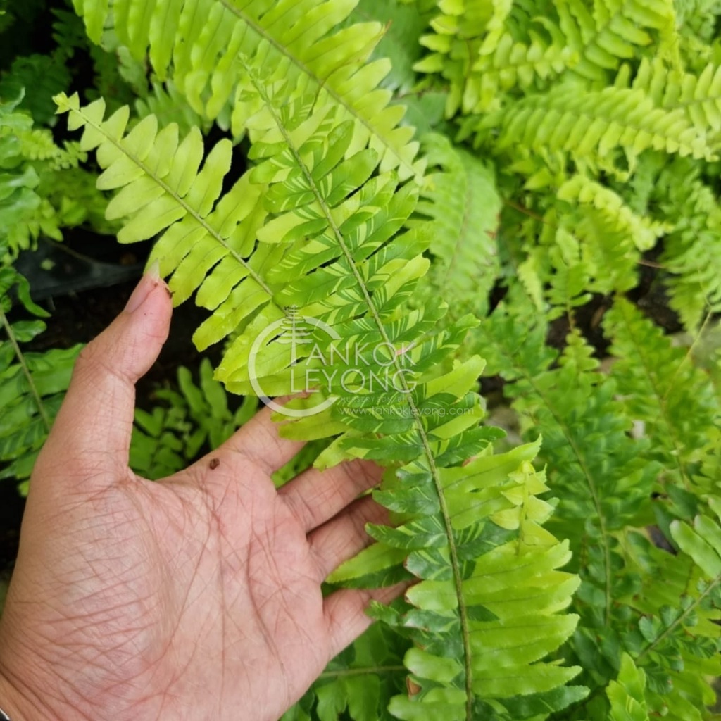 TKL - Nephrolepis Falcata (Fishtail Fern) / Exaltata variegated ...