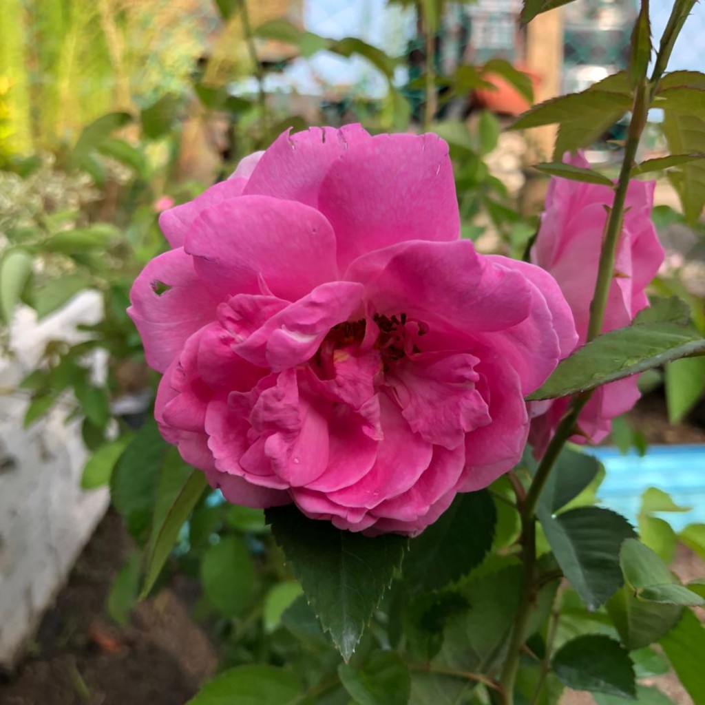 ANOR - Grafted Rose Plant Pink Damask / Pokok Bunga Ros Damask (pink ...