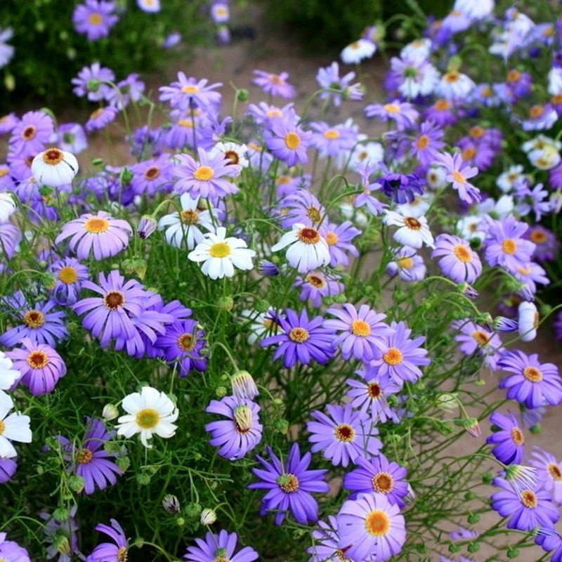30pcs New Arrival Authentic Colored Daisy Seeds Rare Color New Arrival ...