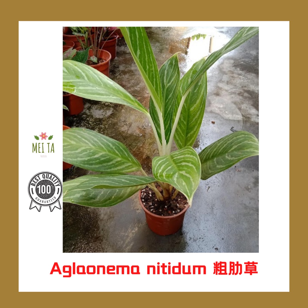 【RM18.00 ONLY 10%cashback】Aglaonema nitidum 粗肋草 real live gardening ...
