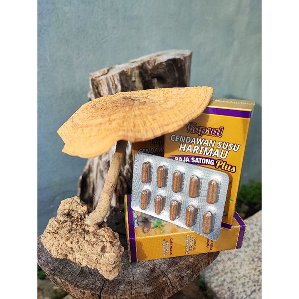 Cendawan Susu Harimau + Raja Satong Plus | Shopee Malaysia