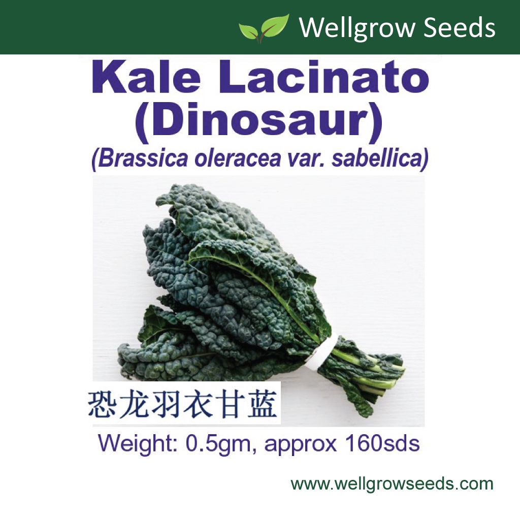 Kale Lacinato Dinosaur Organic 0 5gm Approx 160sds 恐龙羽衣甘蓝 Vegetable Seeds Wellgrow Seeds