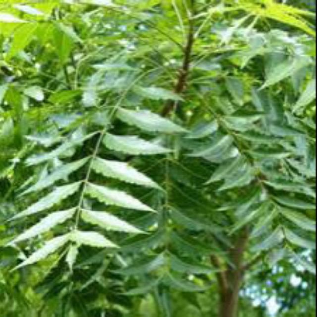 DAUN MAMBU/DAUN NEEM/ DAUN SEMAMBU(100gram) free gift extra daun ...