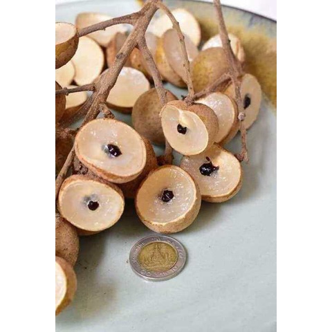 MKT - Grafted Dimocarpus longan sapling / Longan Lada Hitam Kahwin ...