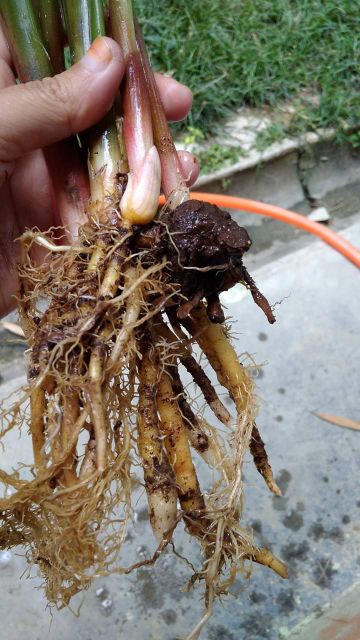 Anak Pokok Temu Kunci | Shopee Malaysia