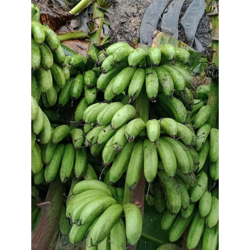 anak benih pokok pisang /nangka/restali/kebatu/kelatlego/nipah/awak ...