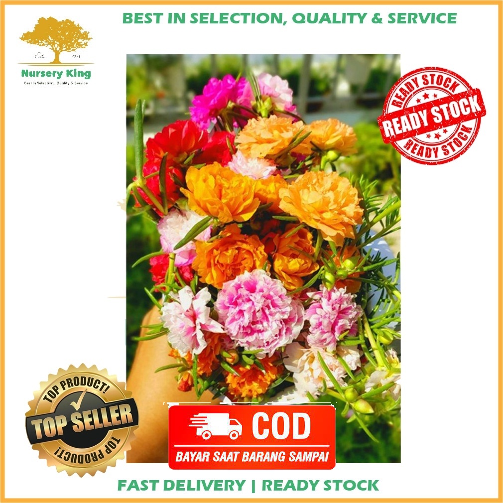 Pokok Bunga Kembang Pagi Pukul 10 (10 in 1) | Shopee Malaysia