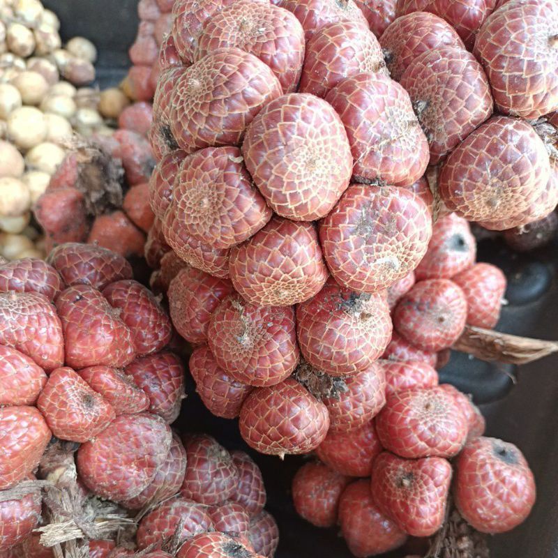 Buah asam kelubi/asam paya segar | Shopee Malaysia