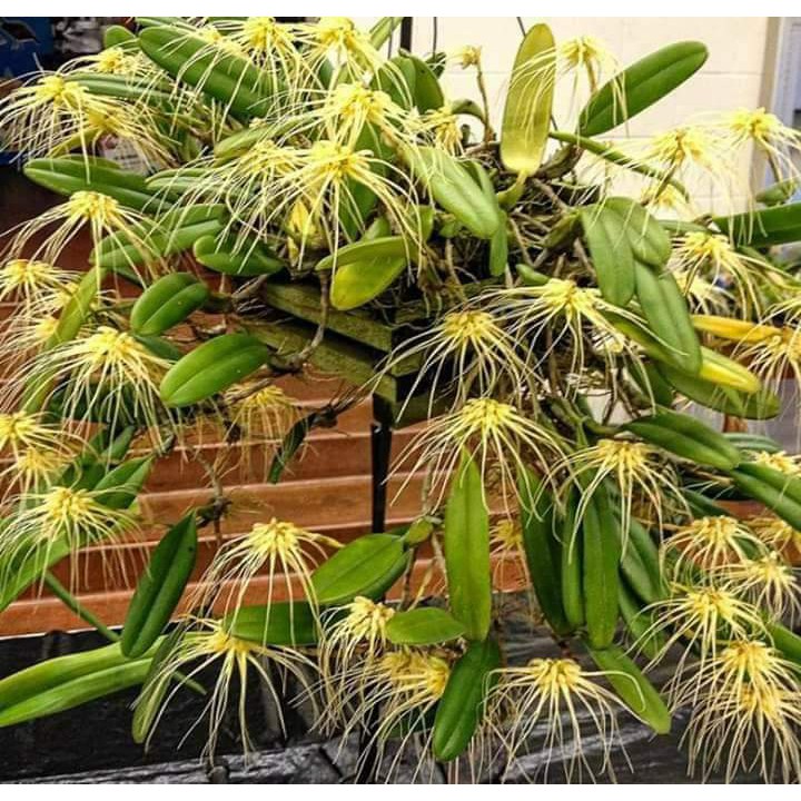 Bulbo vaginatum Wild Orchid Orkid Liar Orkid Hutan | Shopee Malaysia