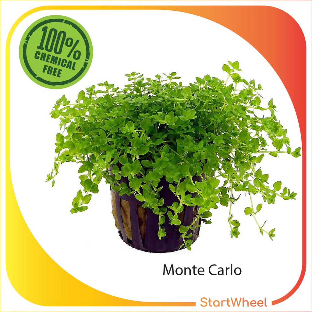 [LAVAS AQUAPLANT] EasyGrow Water Plant - Monte Carlo Carpet Plant ...