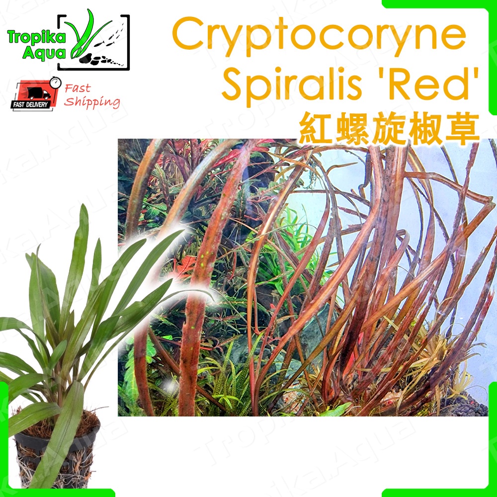 Cryptocoryne Spiralis 'Red' (crypt) 紅螺旋椒草 - aquarium aqua plant ...