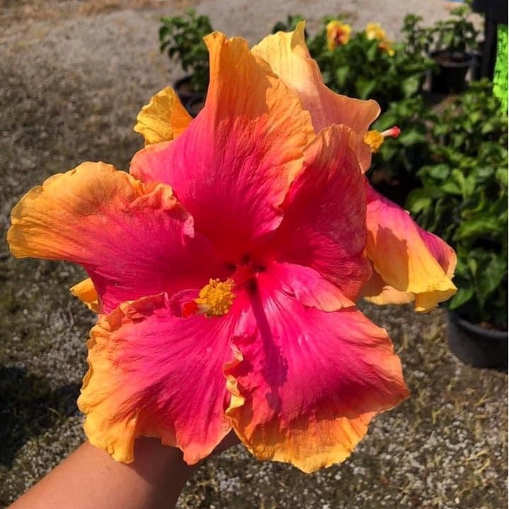 Bunga Raya Kuning Yellow Hibiscus ( Edward Plante ) | Shopee Malaysia