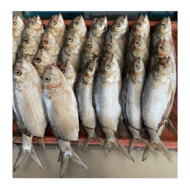 IKAN TERUBUK / TERUBOK MASIN ORI FRESH FROM SARAWAK DIJAMIN 100% SEDAP ...