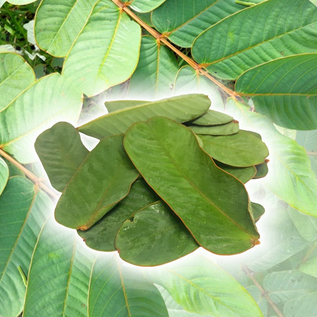 Daun Gelenggang | Ubat Kampung | Ubat Panau / Ubat Kurap / Ubat Gatal ...