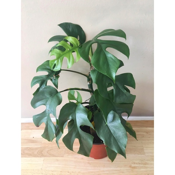 GPS Green Plant Society live plant Monstera Rhaphidophora Pertusa 龟背竹 ...