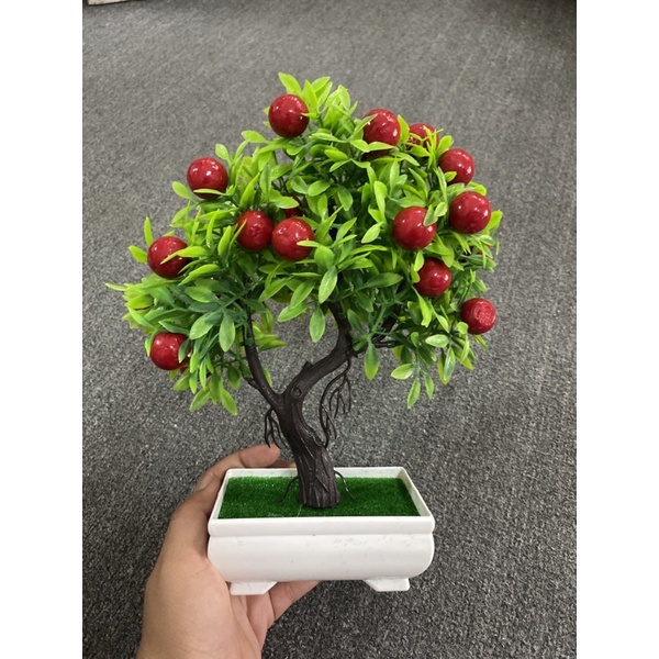 pokok Cili @ pokok ceri | Shopee Malaysia
