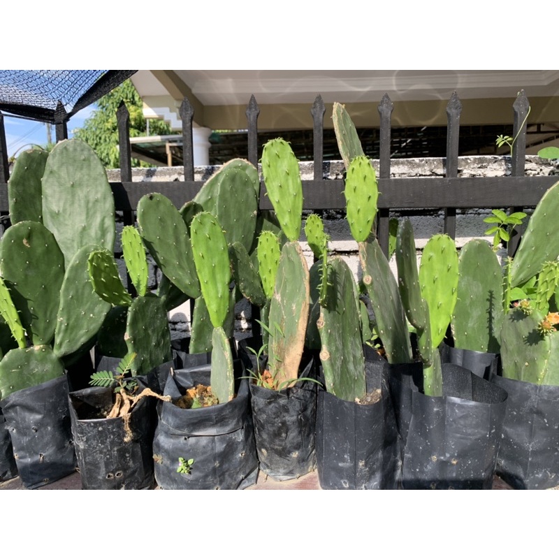 Cactus Opuntia 🌵 Buy 1 Free 1 / Cactus Mickey / Bunny Ears / Real ...