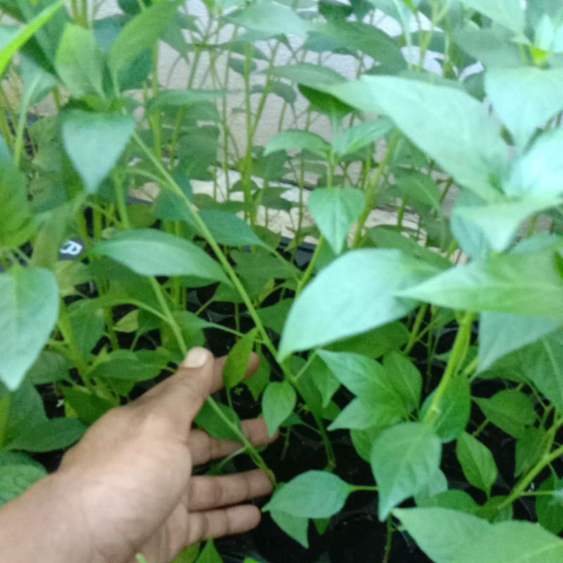 pokok cili api bara. pokok hampir berbunga. dalam tray semaian 51 holes ...