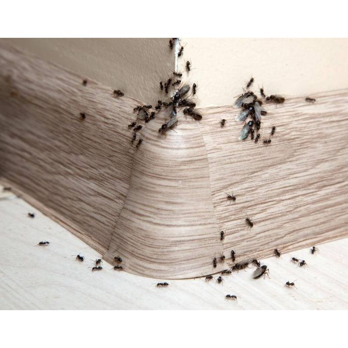 PESSO Eco Ant Repellent Spray (500ml) | Shopee Malaysia