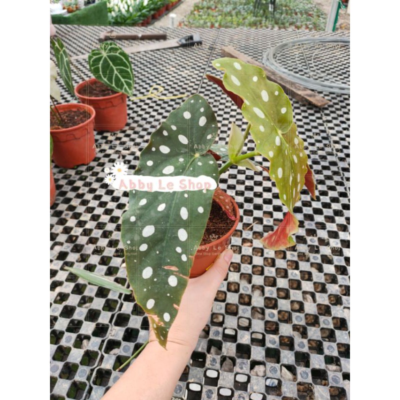 Limited🥰BEGONIA MACULATA ( Real Plant/ Ready Stock) | Shopee Malaysia