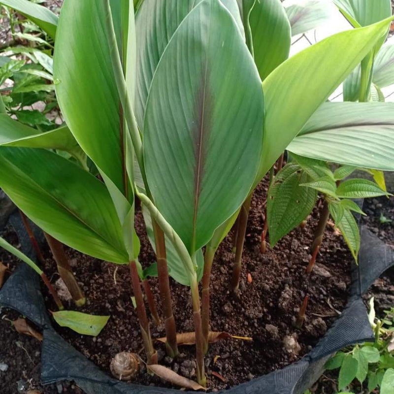 Kunyit Hitam Msia / Curcuma Caesia | Shopee Malaysia