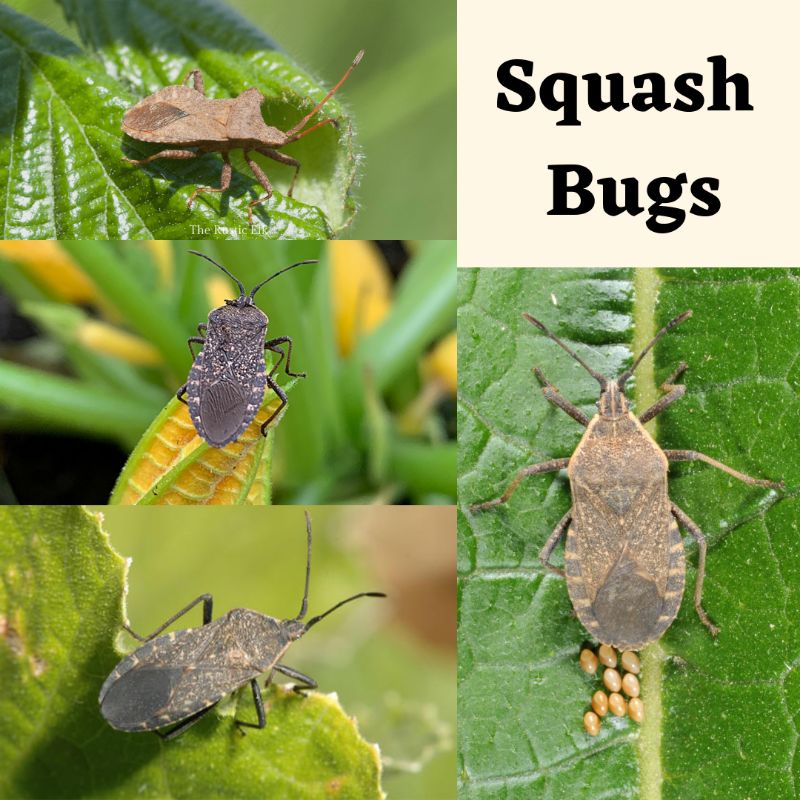 Insecticide 𝐒𝐪𝐮𝐚𝐬𝐡 𝐁𝐮𝐠𝐬 (𝐀𝐧𝐚𝐬𝐚 𝐓𝐫𝐢𝐬𝐭𝐢𝐬) Last for 30 days Serangg ...