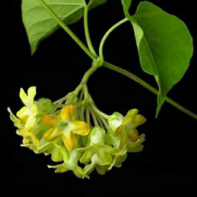 Pokok bunga tongkeng(boleh dimakan) | Shopee Malaysia