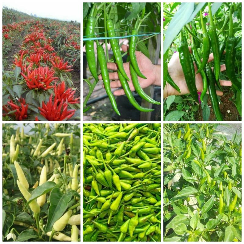 Cili 6 Jenis Biji Benih | Shopee Malaysia