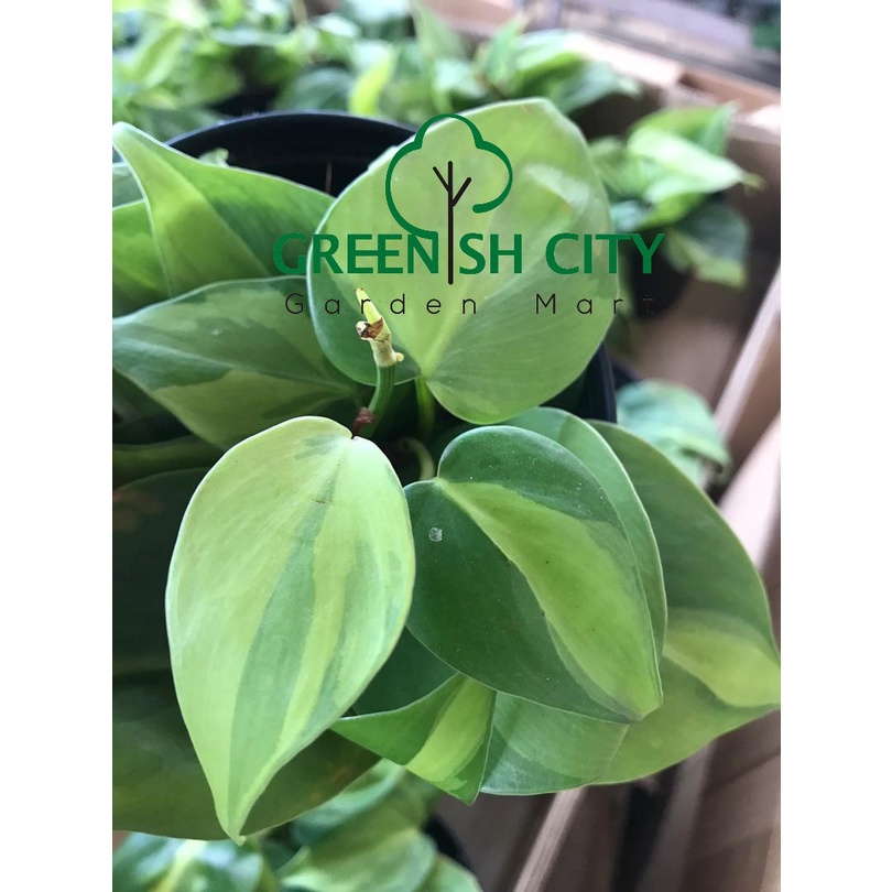 GNC - Live Plant Neon Pothos Brazil Pothos Pokok Daun Epipremnum Money ...