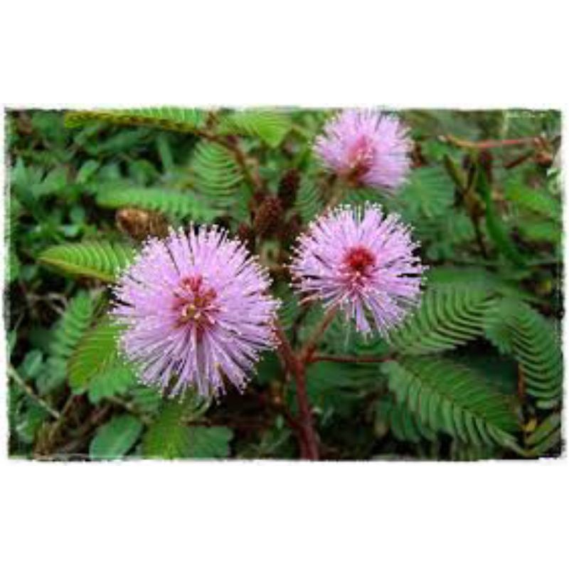 50gram POKOK SEMALU / POKOK KEMAN DURI. | Shopee Malaysia