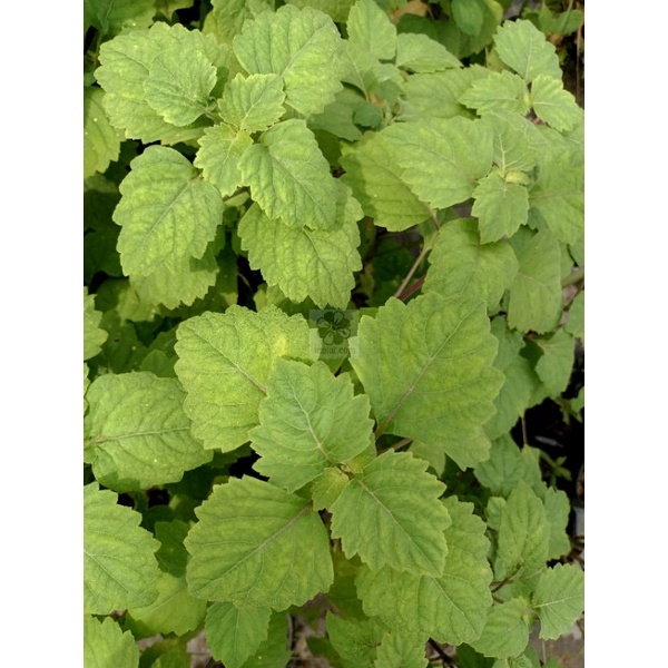 MKT - Anak Benih Nilam Acheh ( Pokok Herba ) | Shopee Malaysia