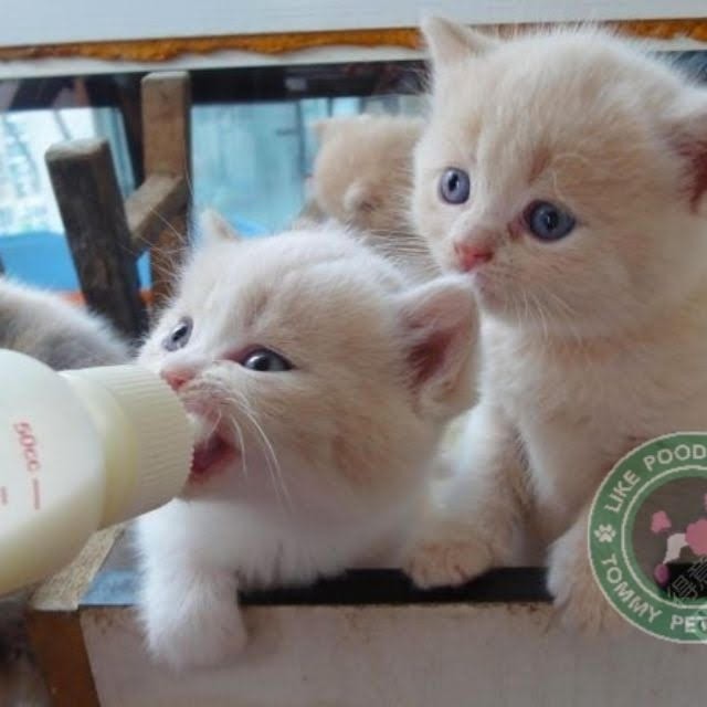 Susu Kucing 60ml Kitten Puppy Milk Bottle Botol Susu Kucing | Shopee Malaysia