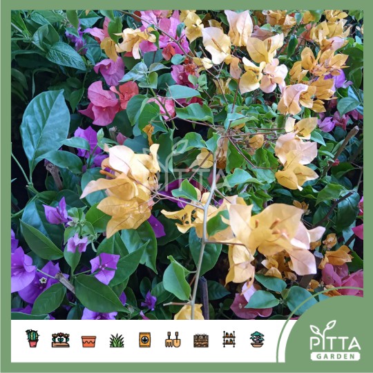 Pokok Bunga Kertas Bougainvillea Tree Colorful Flower Outdoor Plant ...