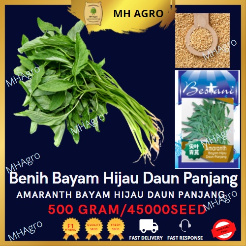 BESTANI B604 Benih Bayam Hijau Daun Panjang 500Gram/45000seed MHAgro | Shopee Malaysia