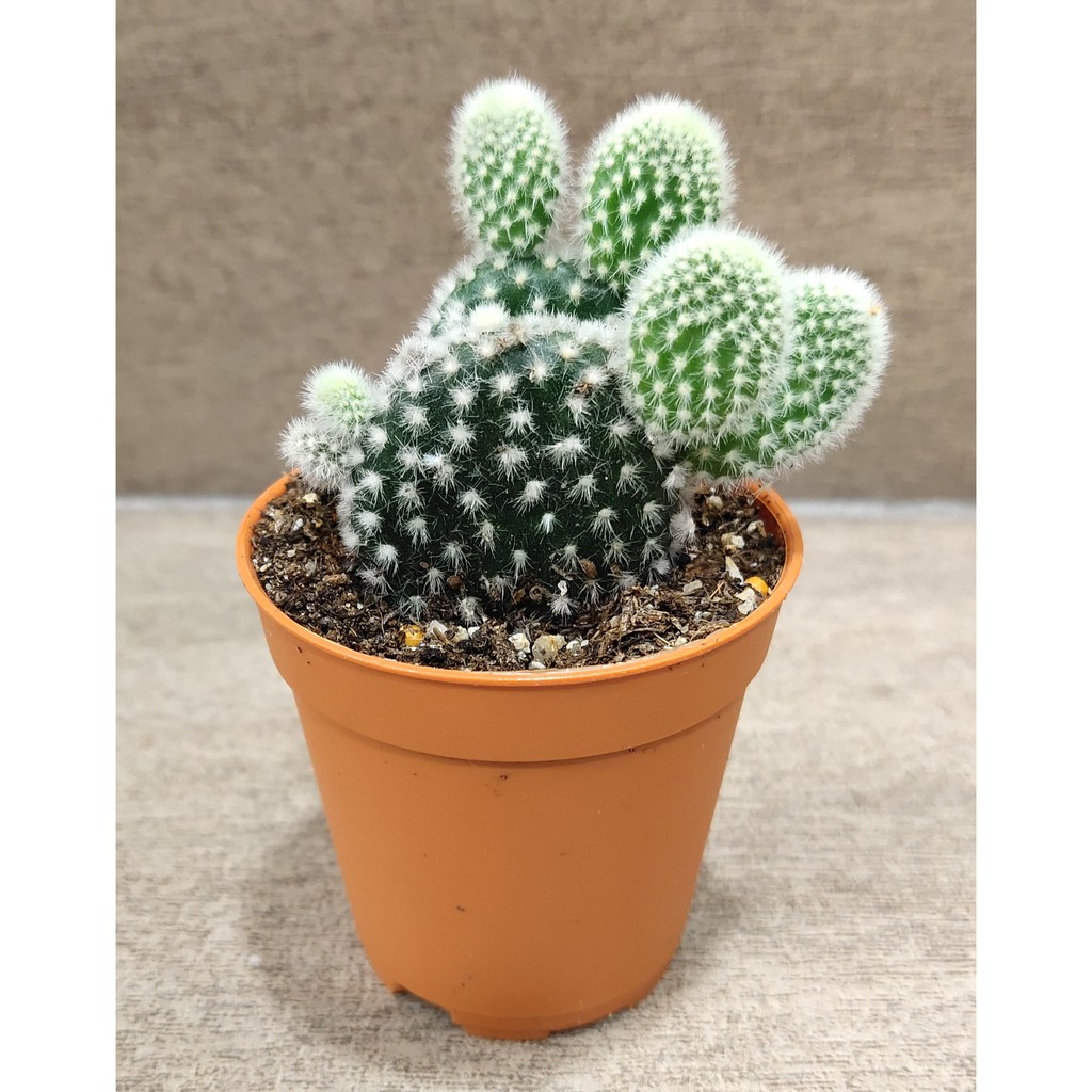 Mini cactus/Office Table Plant/Real Live Plant/迷你仙人掌 室内办公室植物 | Shopee ...