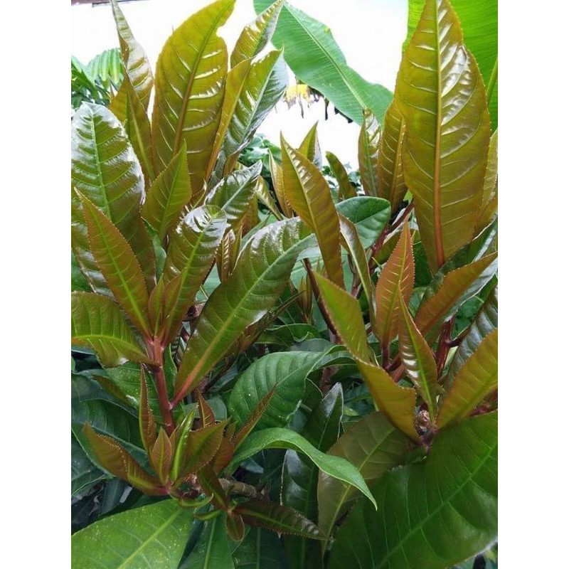 KKB Pokok Ulam Putat, Putat Kampung, Barringtonia racemosa | Shopee ...