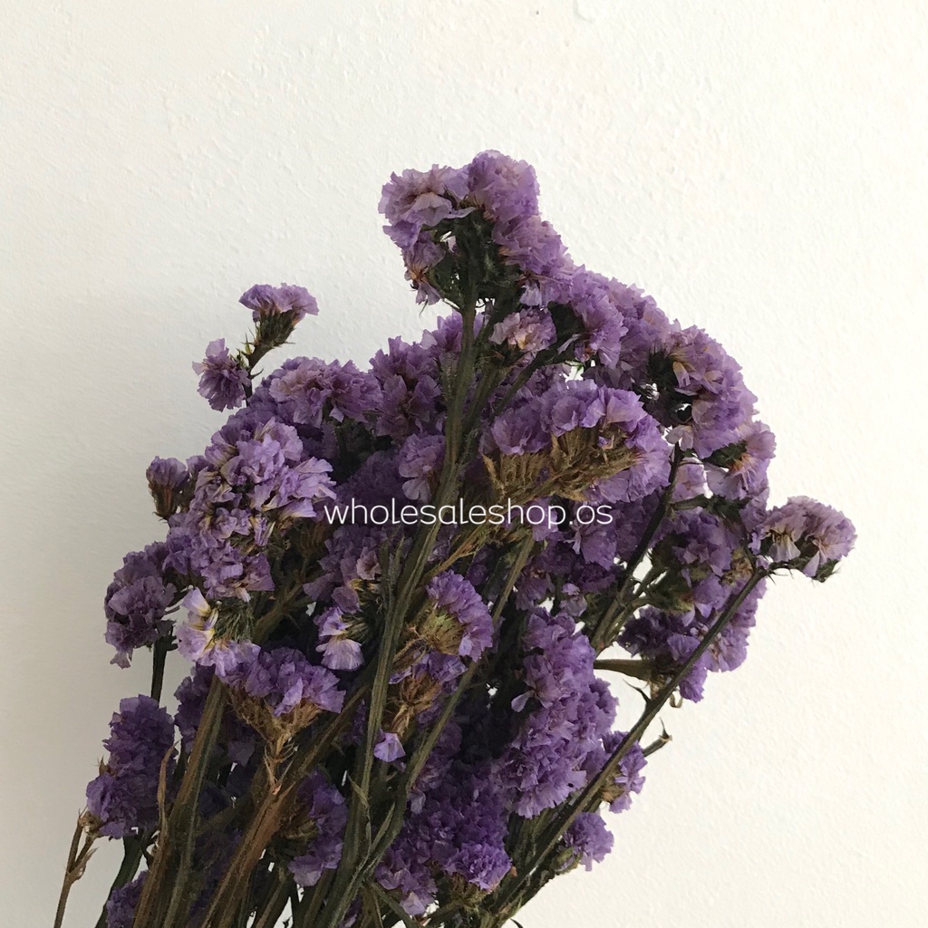 PRESERVED AAA 💐120G Sinuatum flowers REAL Preserved Flowers Statice ...