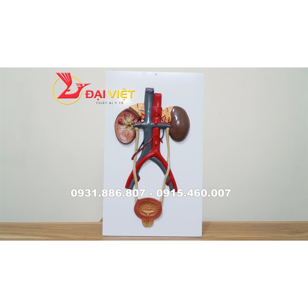 Anatomical model of the urinary system | Shopee Malaysia