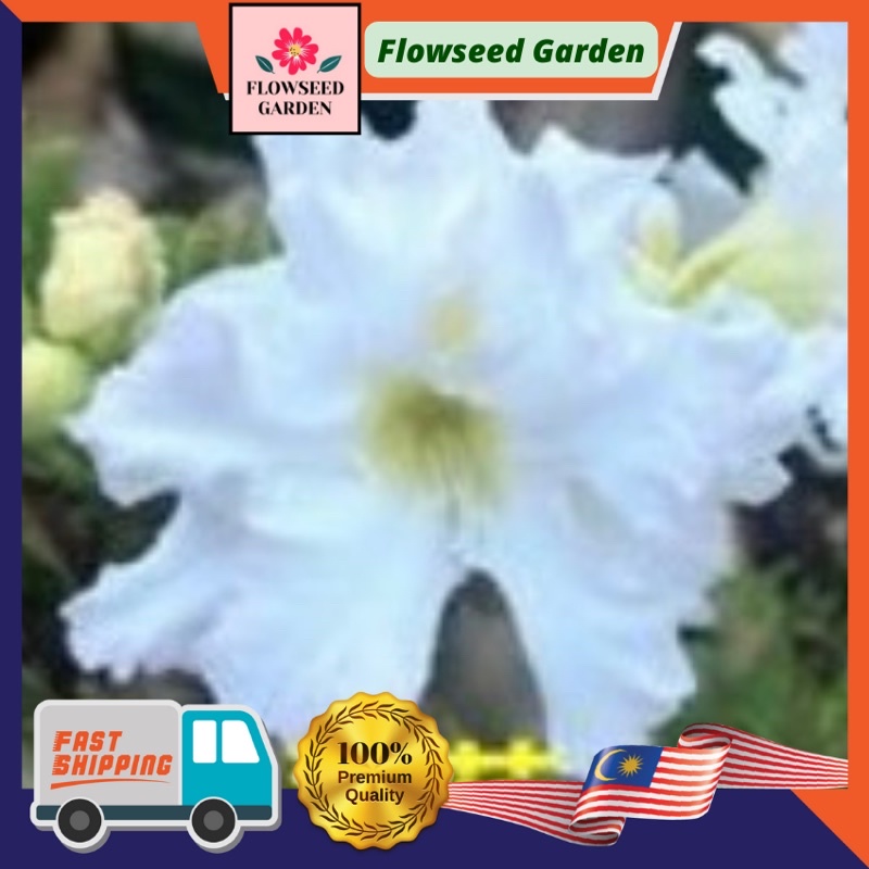 1 Biji - Bunga kemboja benih fresh seed / Adenium seeds/ 富贵花种子 沙漠玫瑰种子 花 ...