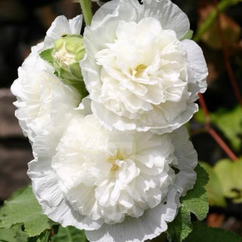 Biji Benih Bunga hollyhock/ Flower seeds hollyhock Petal Layer蜀葵花种子 ...