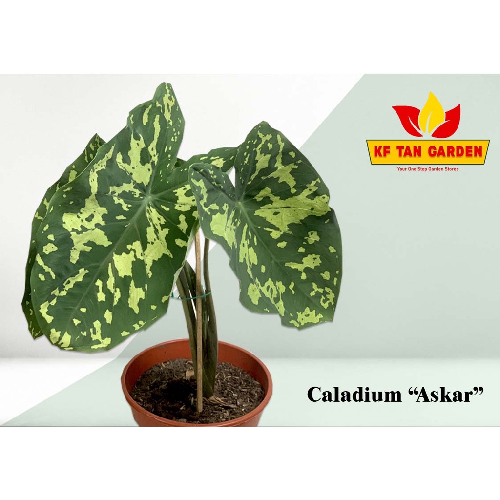 KF - Caladium Army - Caladium Askar - Caladium Hilo Beauty // Rare ...
